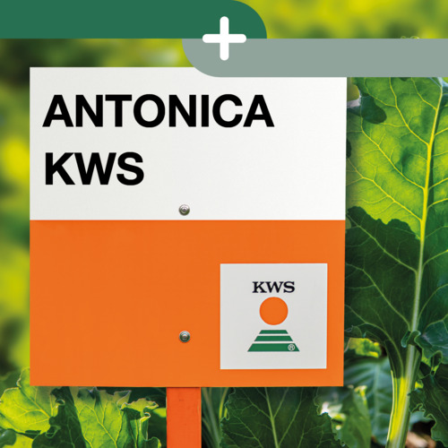 ANTONICA KWS- KWS en France